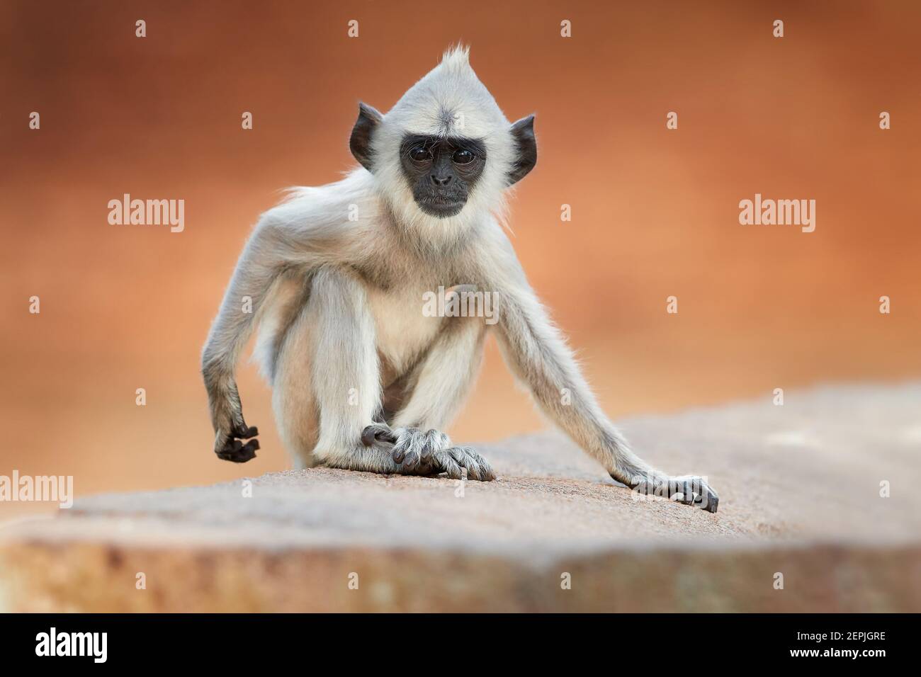 Close up young Gray langur, Semnopithecus entellus, monkey baby sitting ...