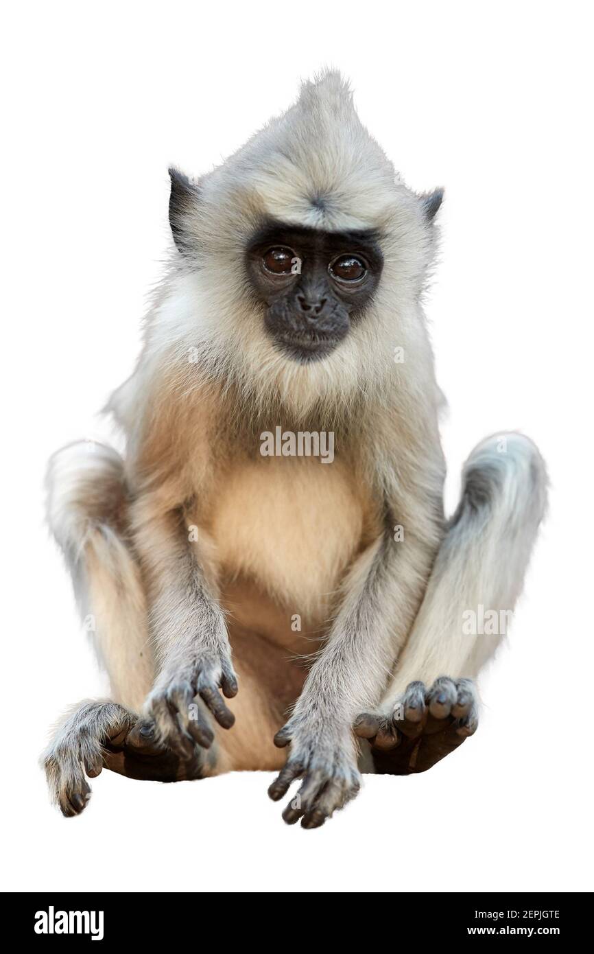 Isolated on white background, vertical photo of Gray langur ...
