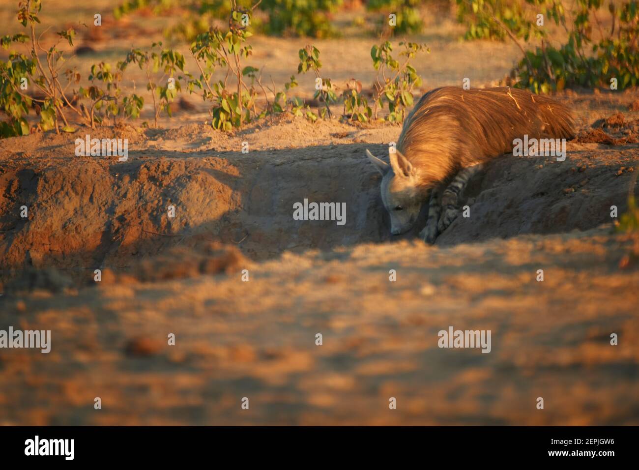 Wild Brown hyena, Parahyaena brunnea, also strandwolf. Low angle photo ...