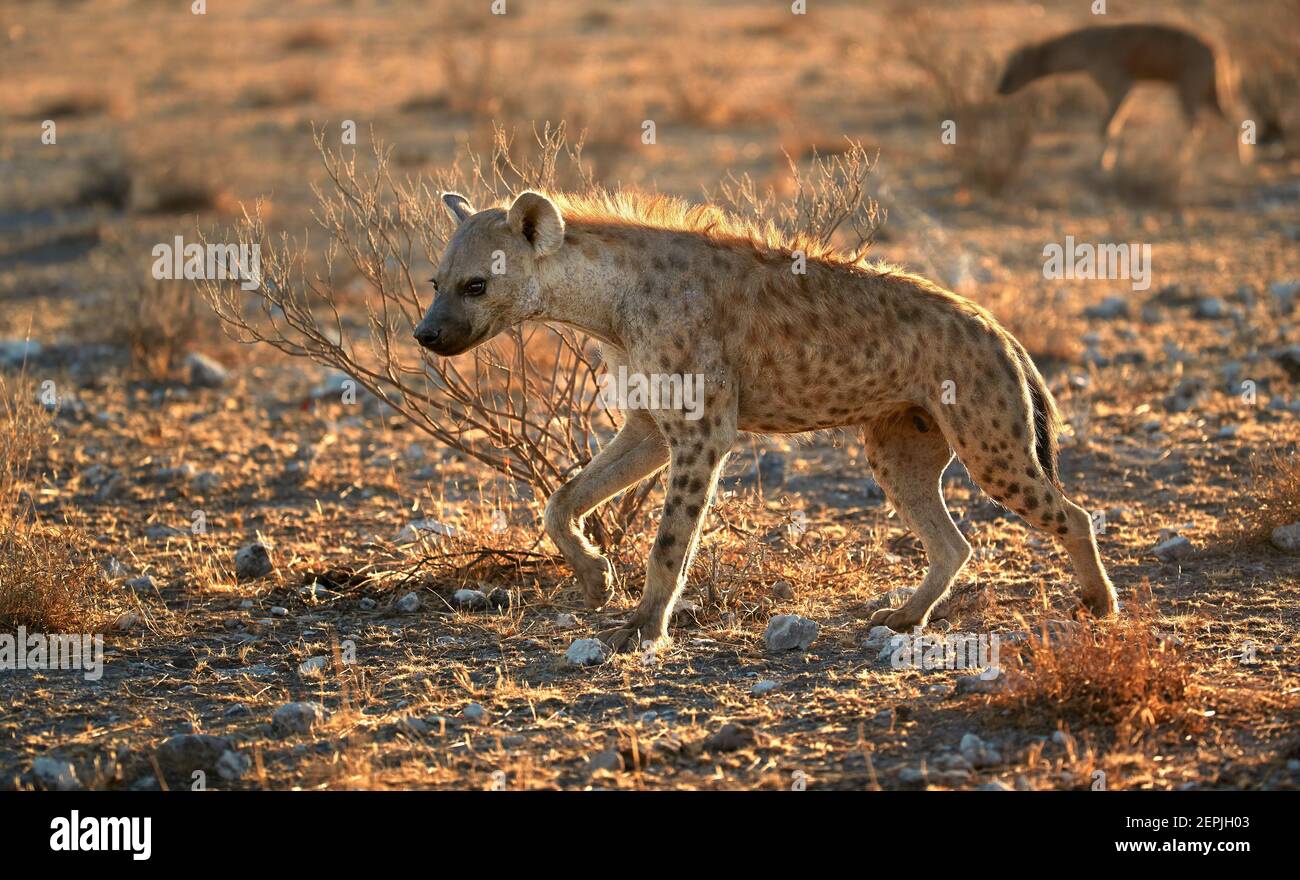 Close up, panoramic photo of Spotted hyena, Crocuta crocuta with ...