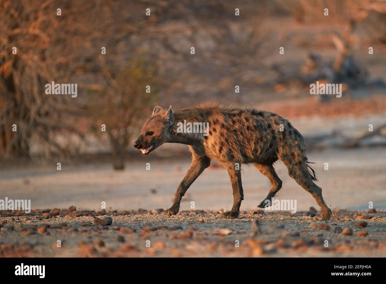 Spotted Hyena, Crocuta crocuta on a rocky plain lit by in early morning ...