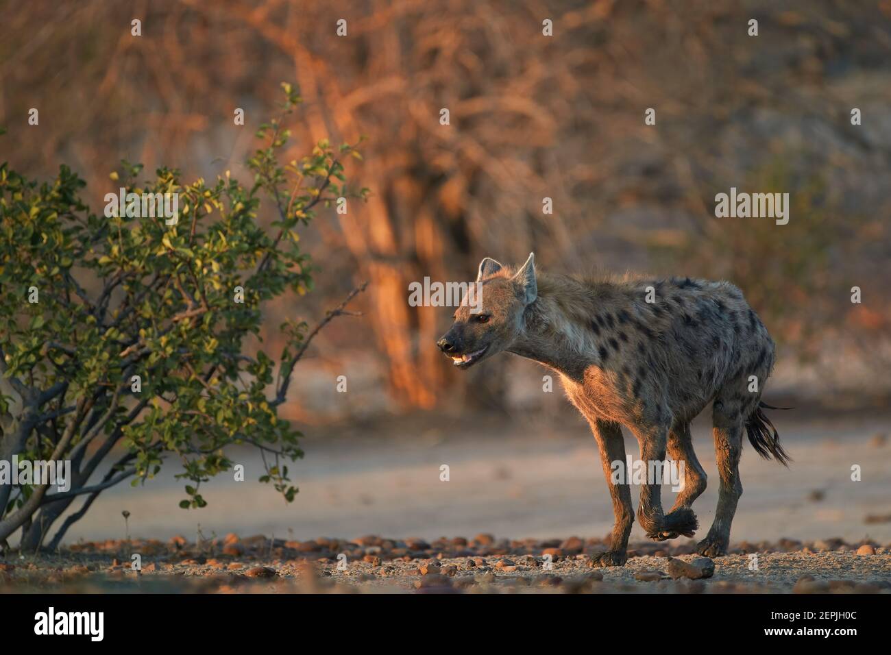 Spotted Hyena, Crocuta crocuta running on a rocky plain in early ...