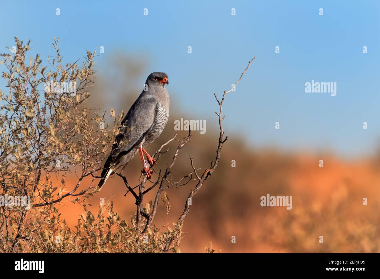 Colorful raptor hi-res stock photography and images - Alamy