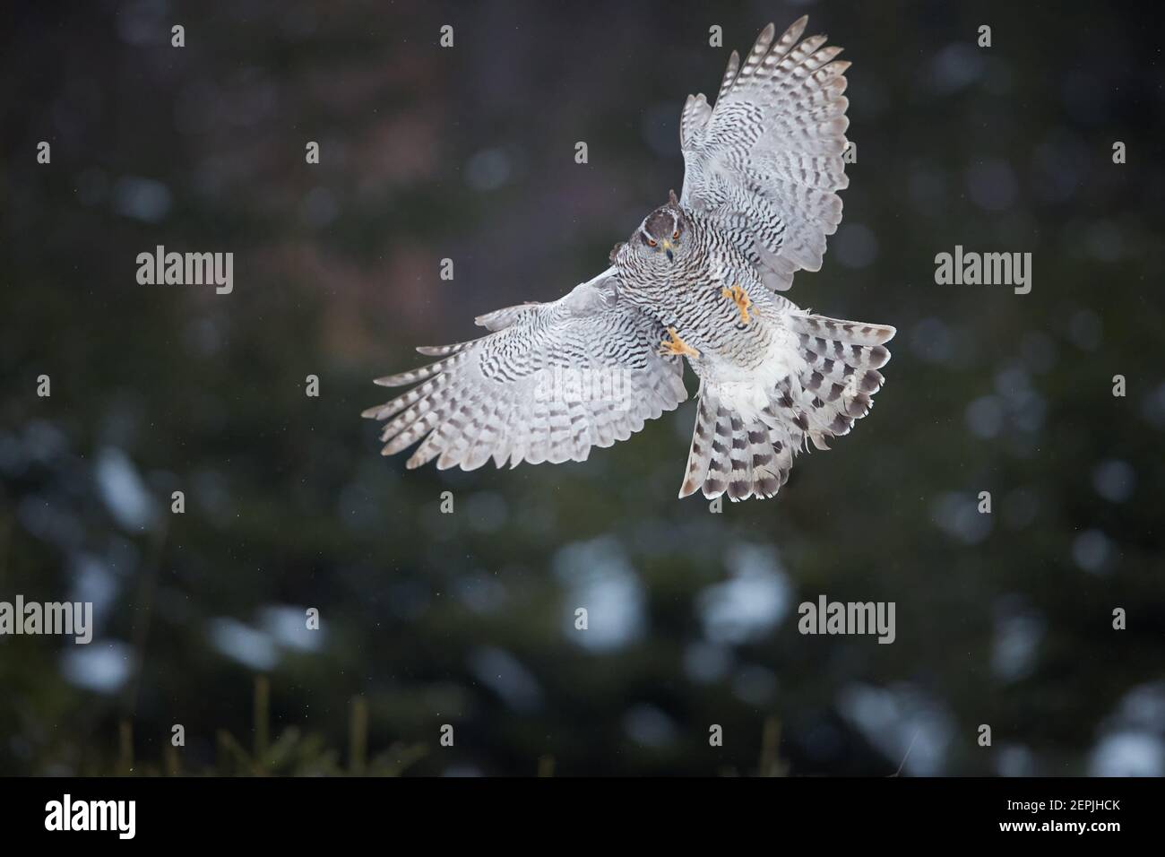 Attacking bird hi-res stock photography and images - Alamy