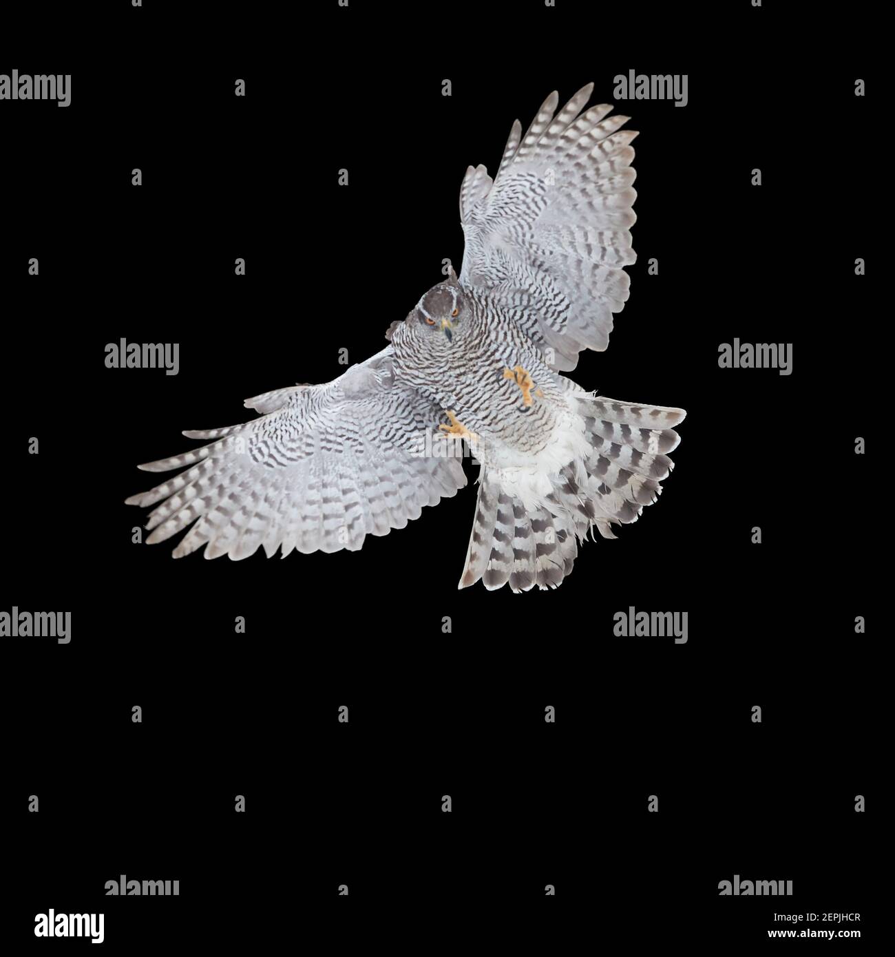 Isolated on black background, directly attacking bird of prey, Northern ...