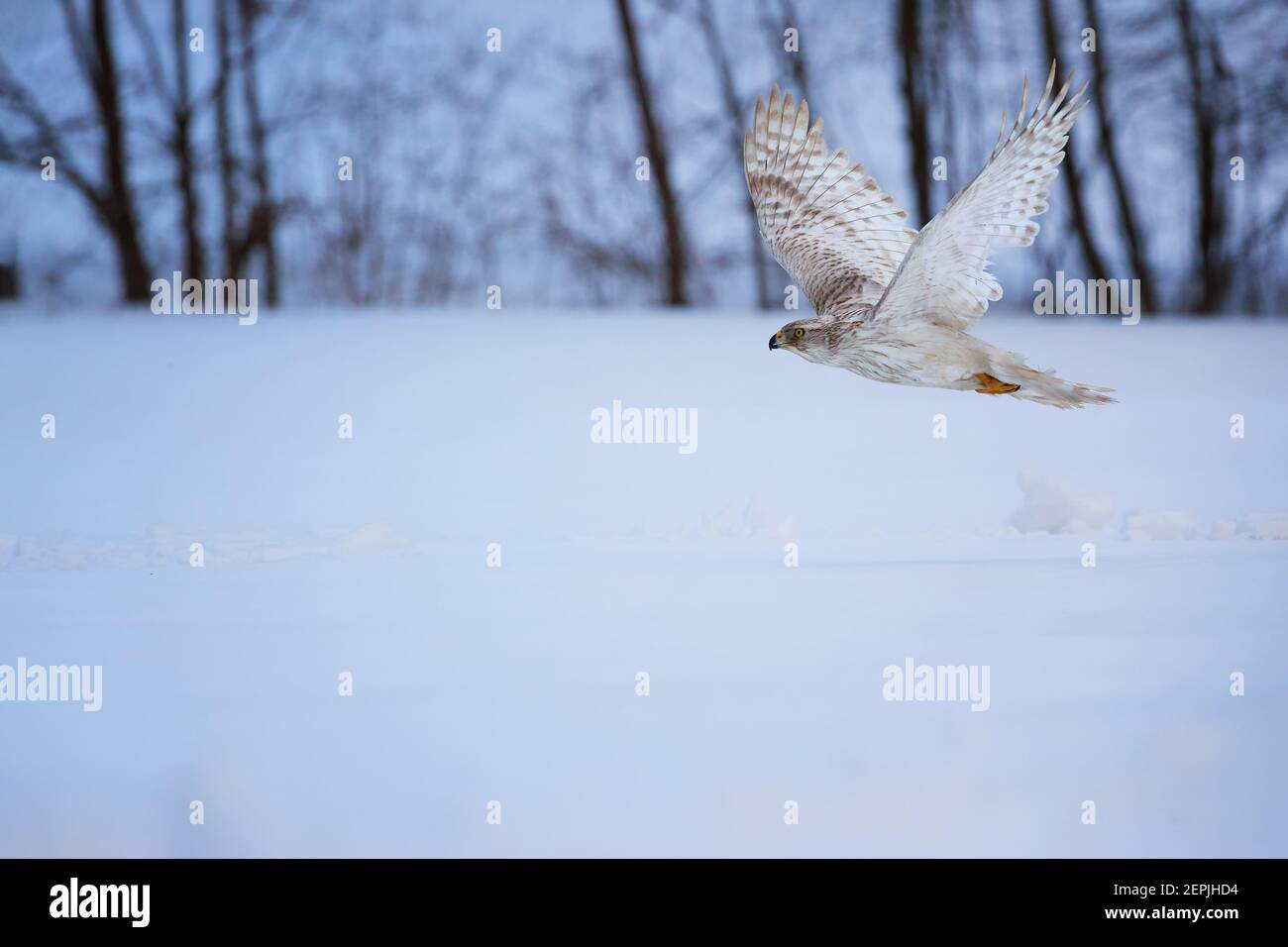 White Siberian goshawk, Accipiter gentilis albidus, side view on rare ...