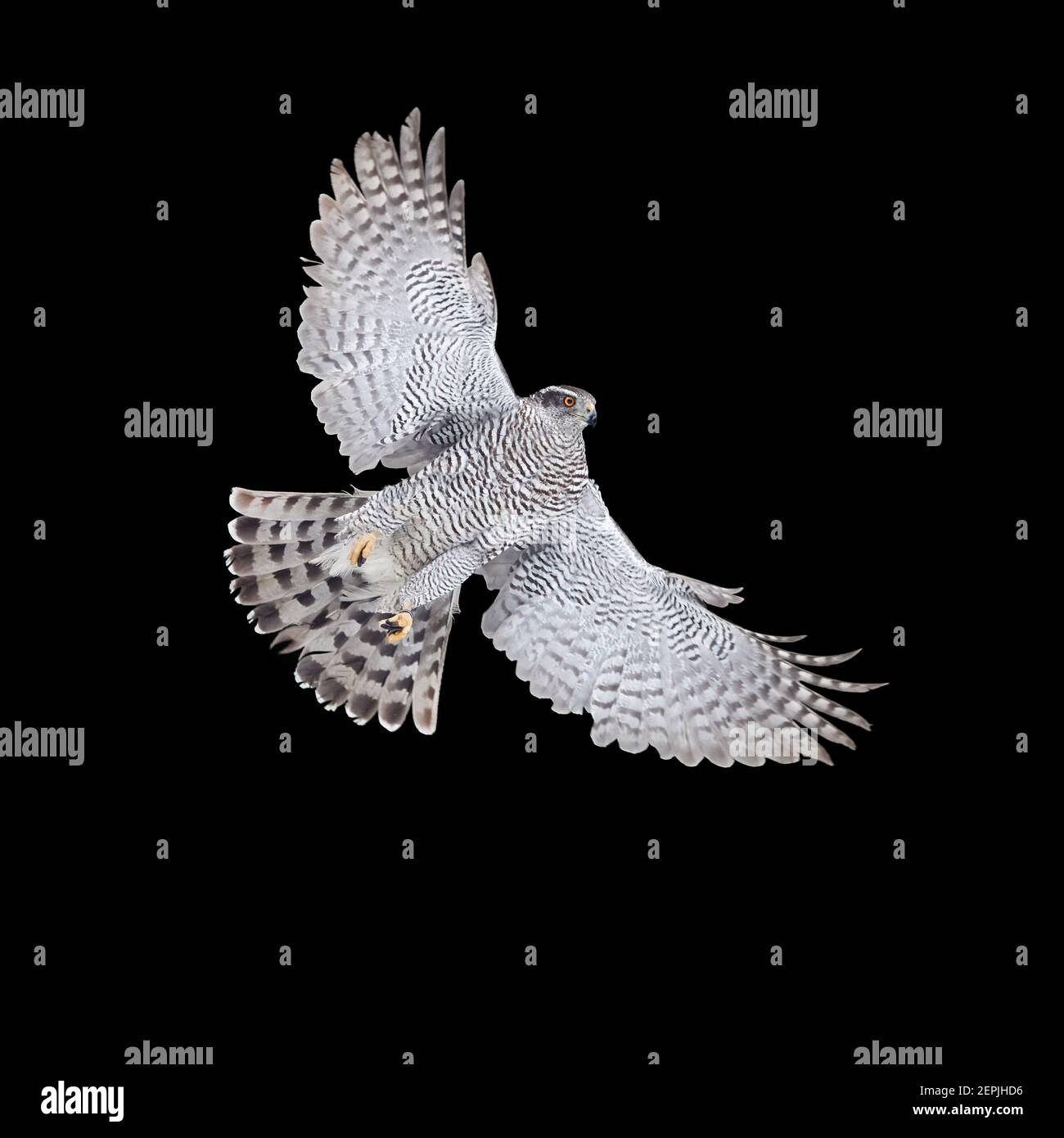 Goshawk attacking hi-res stock photography and images - Alamy