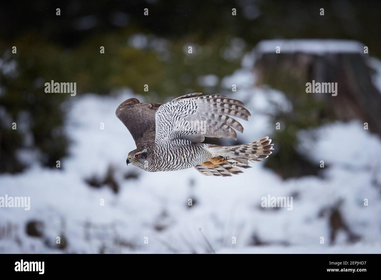 Goshawk attacking hi-res stock photography and images - Alamy