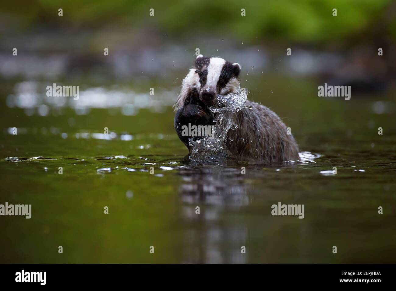 European badger, Meles meles, low angle photo of a male catching fish ...