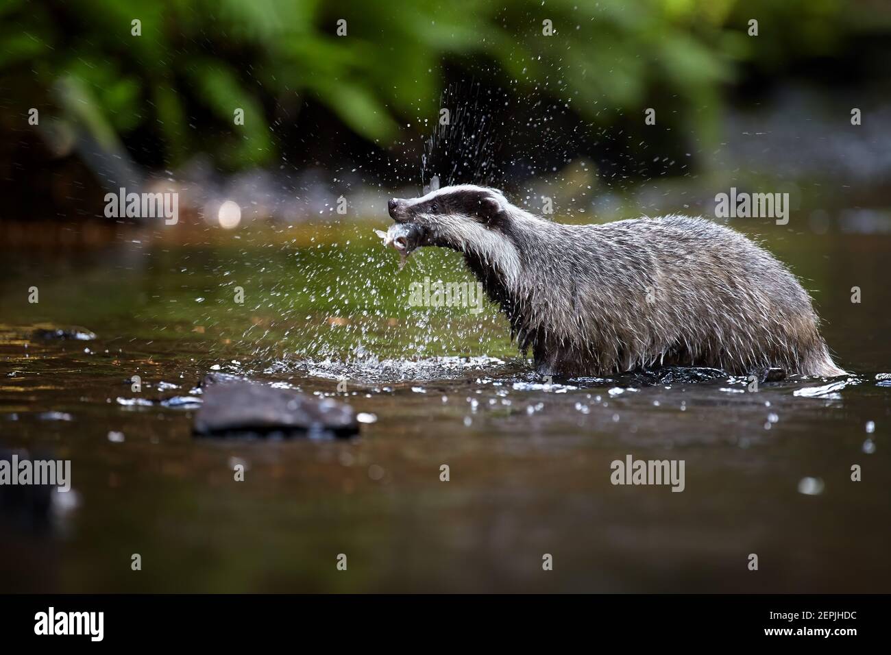 European badger, Meles meles, low angle photo of a male catching fish ...