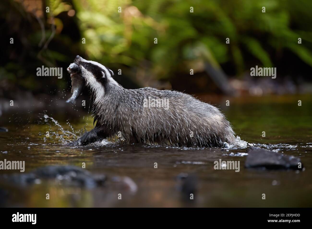 European badger, Meles meles, low angle photo of a male catching fish ...