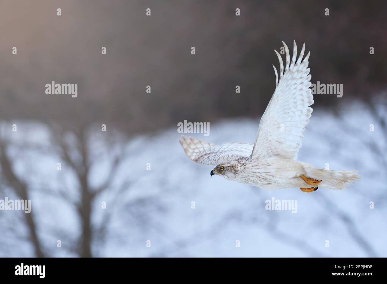 White Siberian goshawk, Accipiter gentilis albidus, side view on rare ...