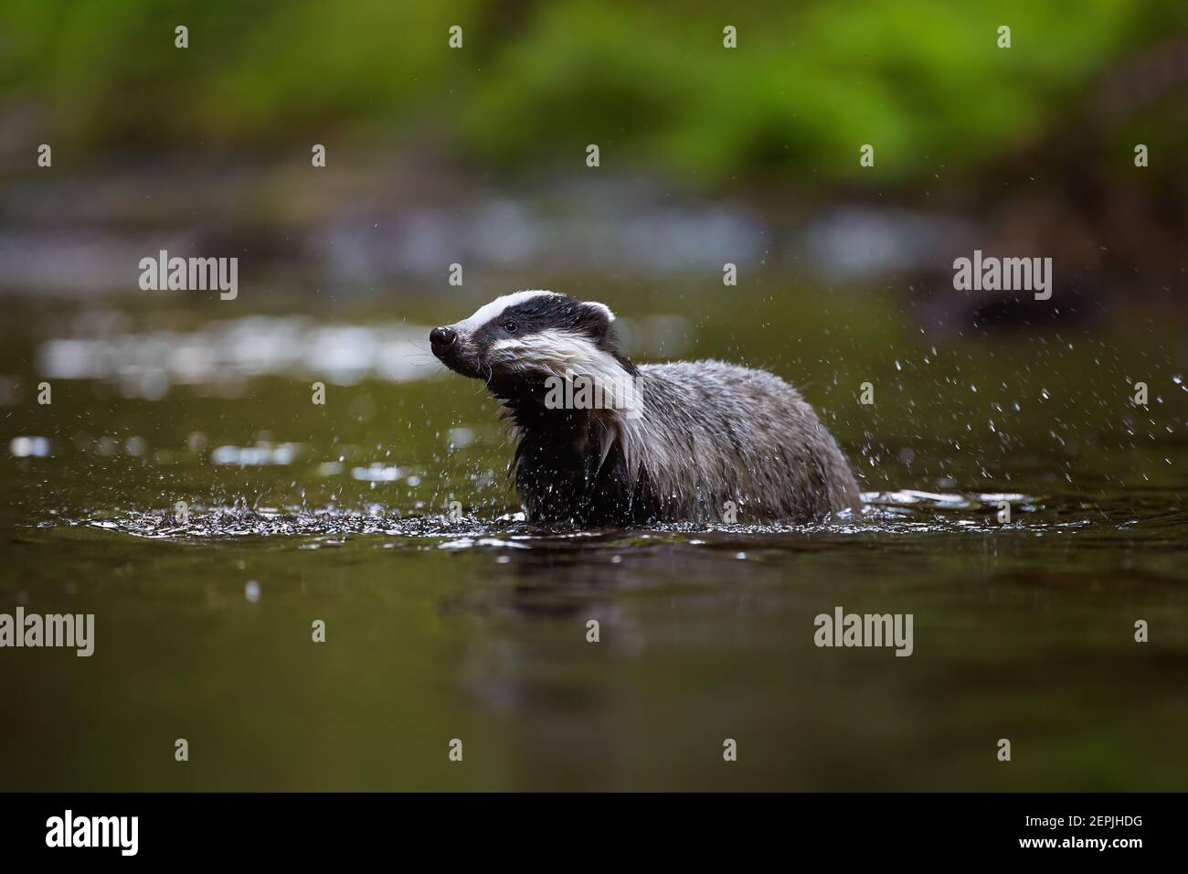 European badger, Meles meles, low angle photo of a male catching fish ...