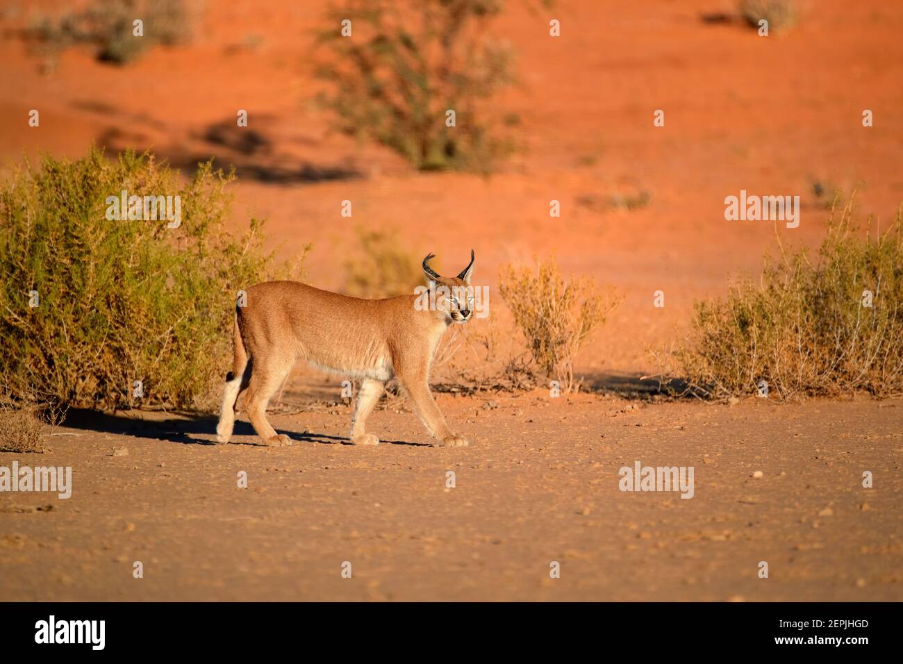 Close up wild Caracal, shy desert lynx in typical arid environment ...