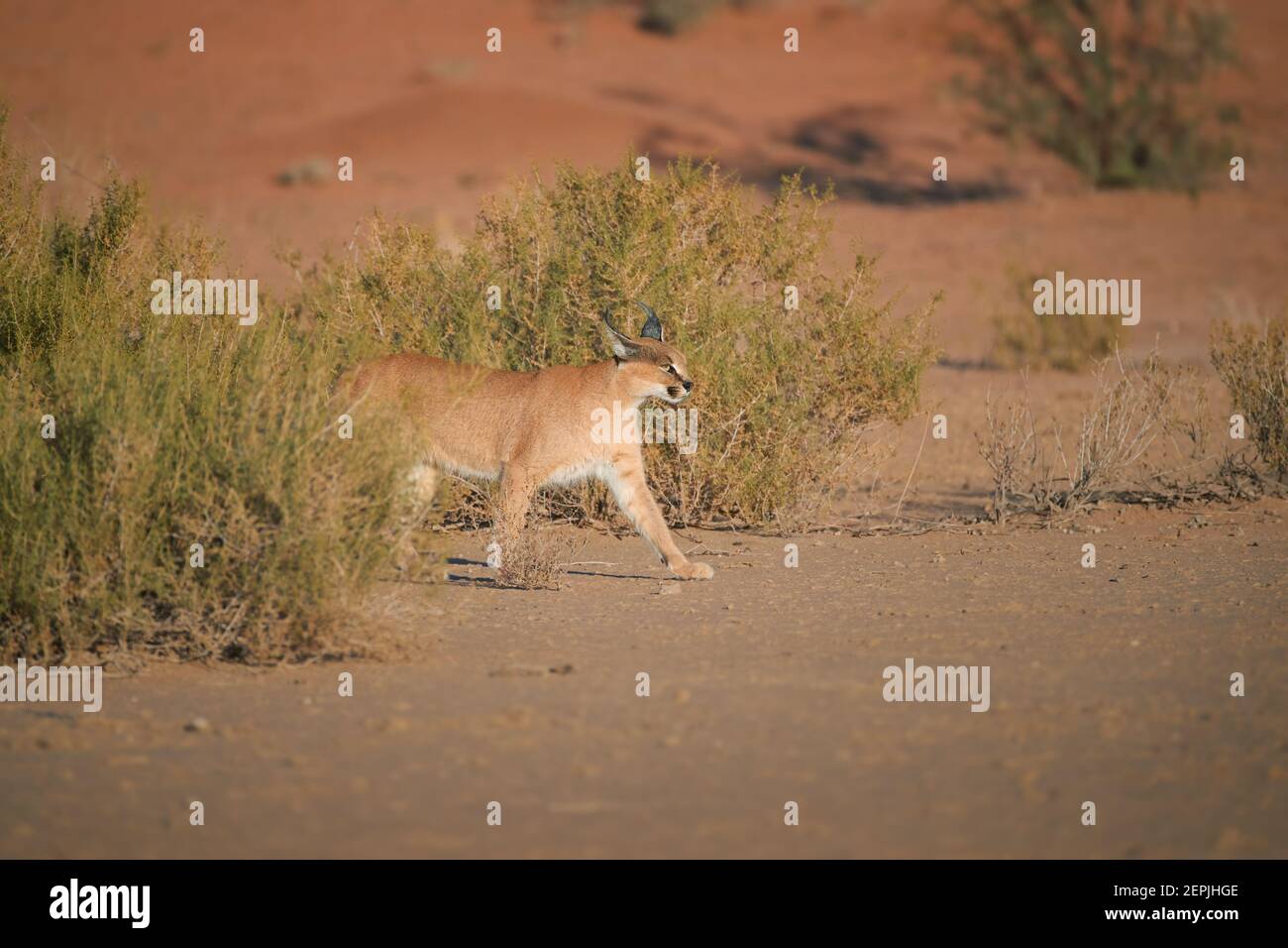 Close up wild Caracal, shy desert lynx in typical arid environment ...