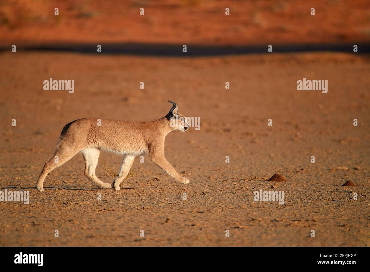 Close up wild Caracal, shy desert lynx in typical arid environment ...