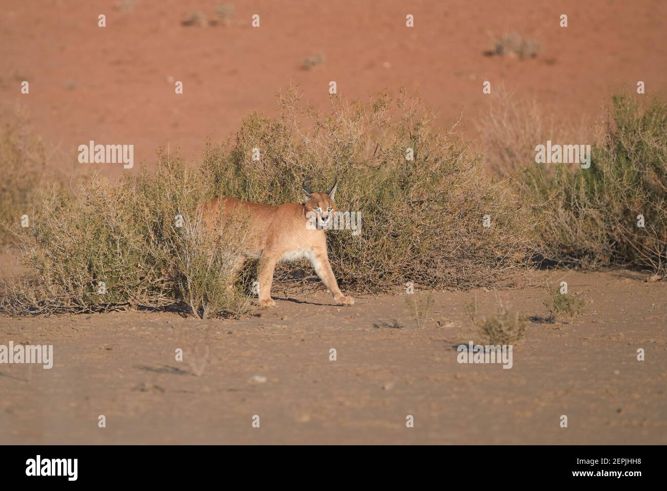 Close up wild Caracal, shy desert lynx in typical arid environment ...