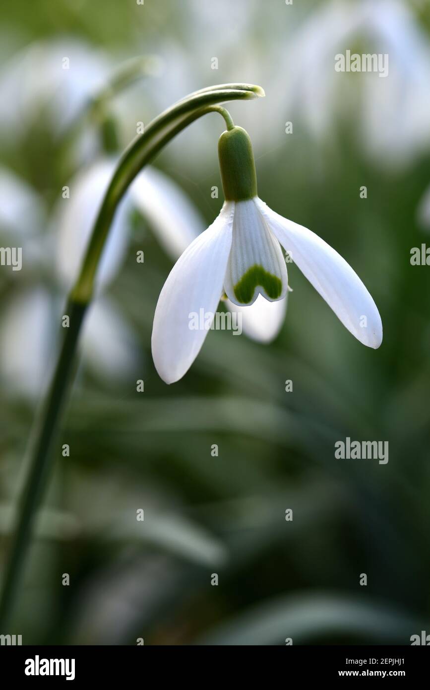 Single snowdrop hi-res stock photography and images - Alamy