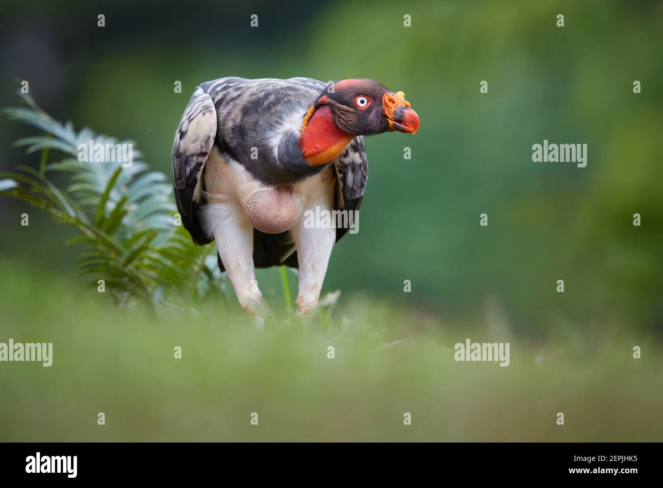 King Vulture, Sarcoramphus papa, largest of the New World vultures ...