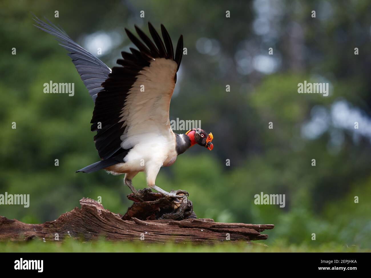 Colorful scavenger, King Vulture, Sarcoramphus papa, largest of the New ...