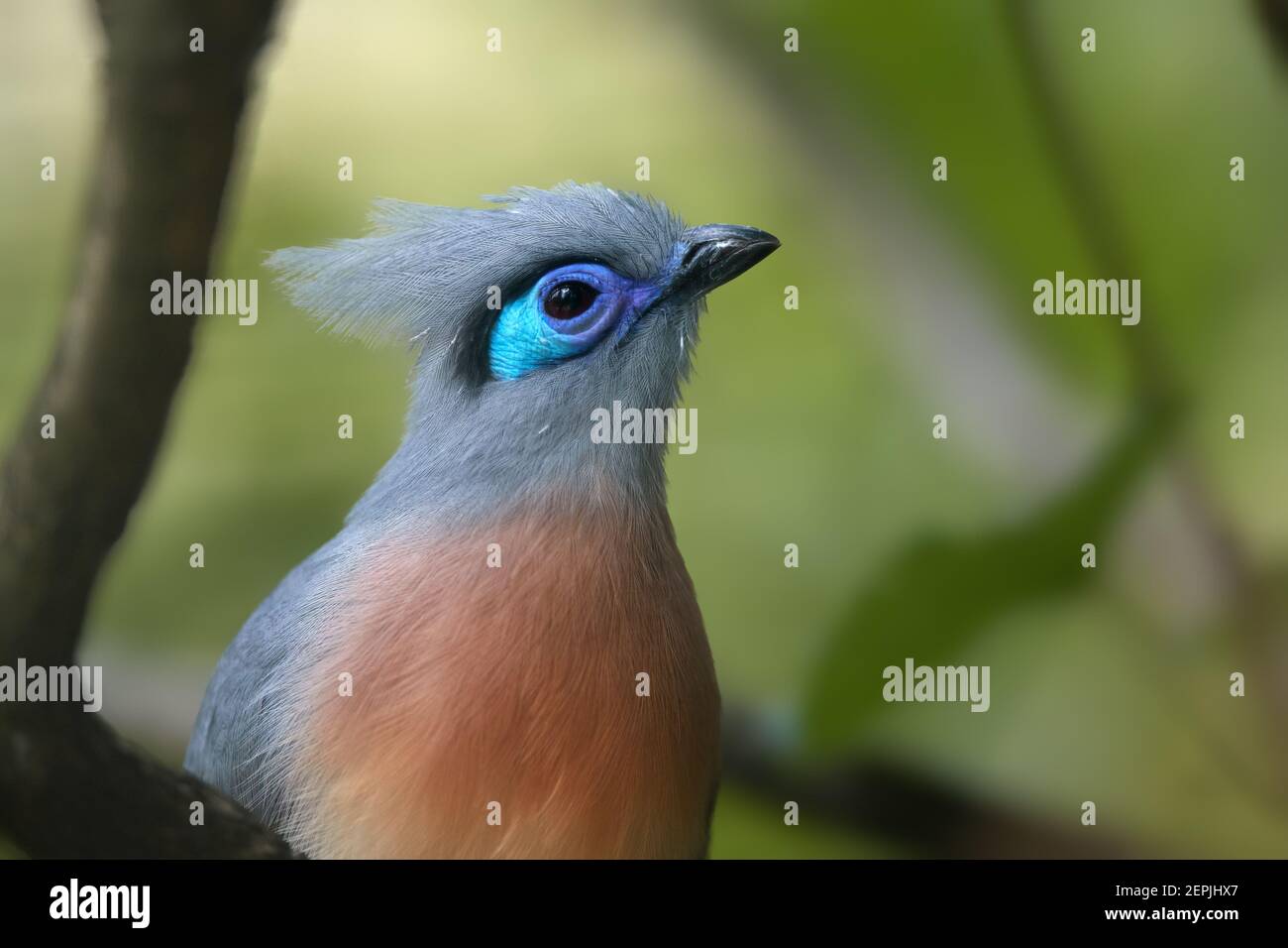Portrait of very attractive bird, Crested coua, Coua cristata, endemic ...