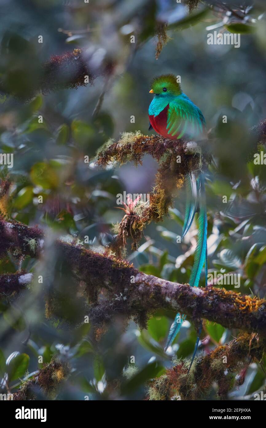 Resplendent Quetzal, Pharomachrus mocinno, long-tailed tropical bird ...