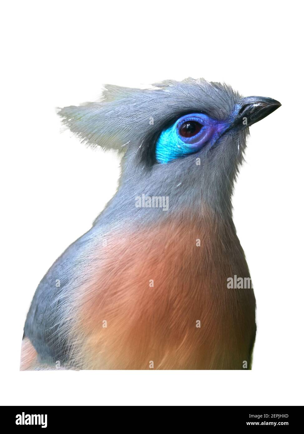 Attractive plumage Cut Out Stock Images & Pictures - Alamy