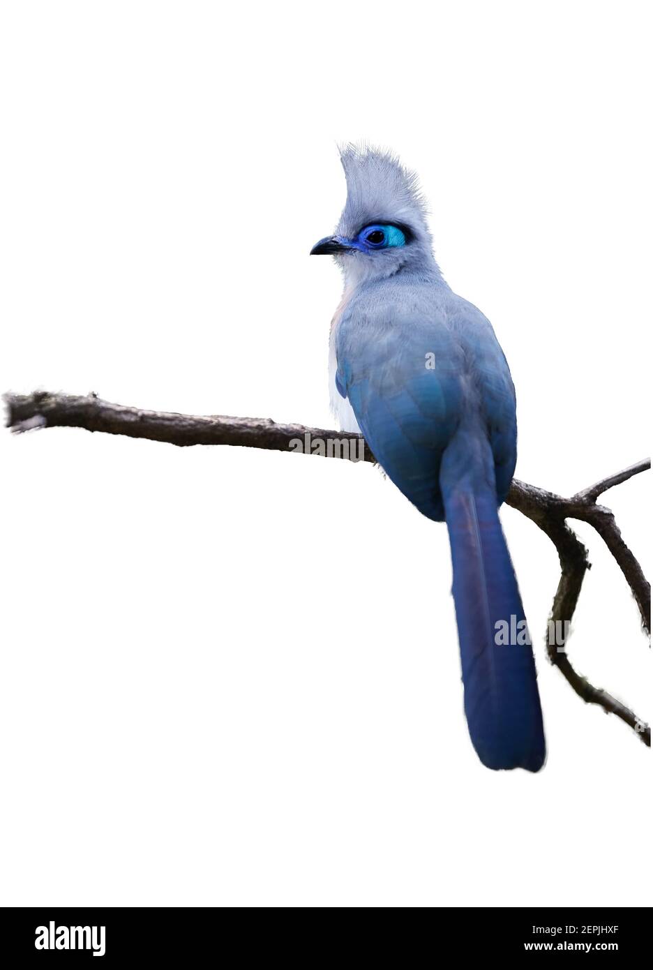 Isolated on white background, very attractive bird, Crested coua, Coua ...