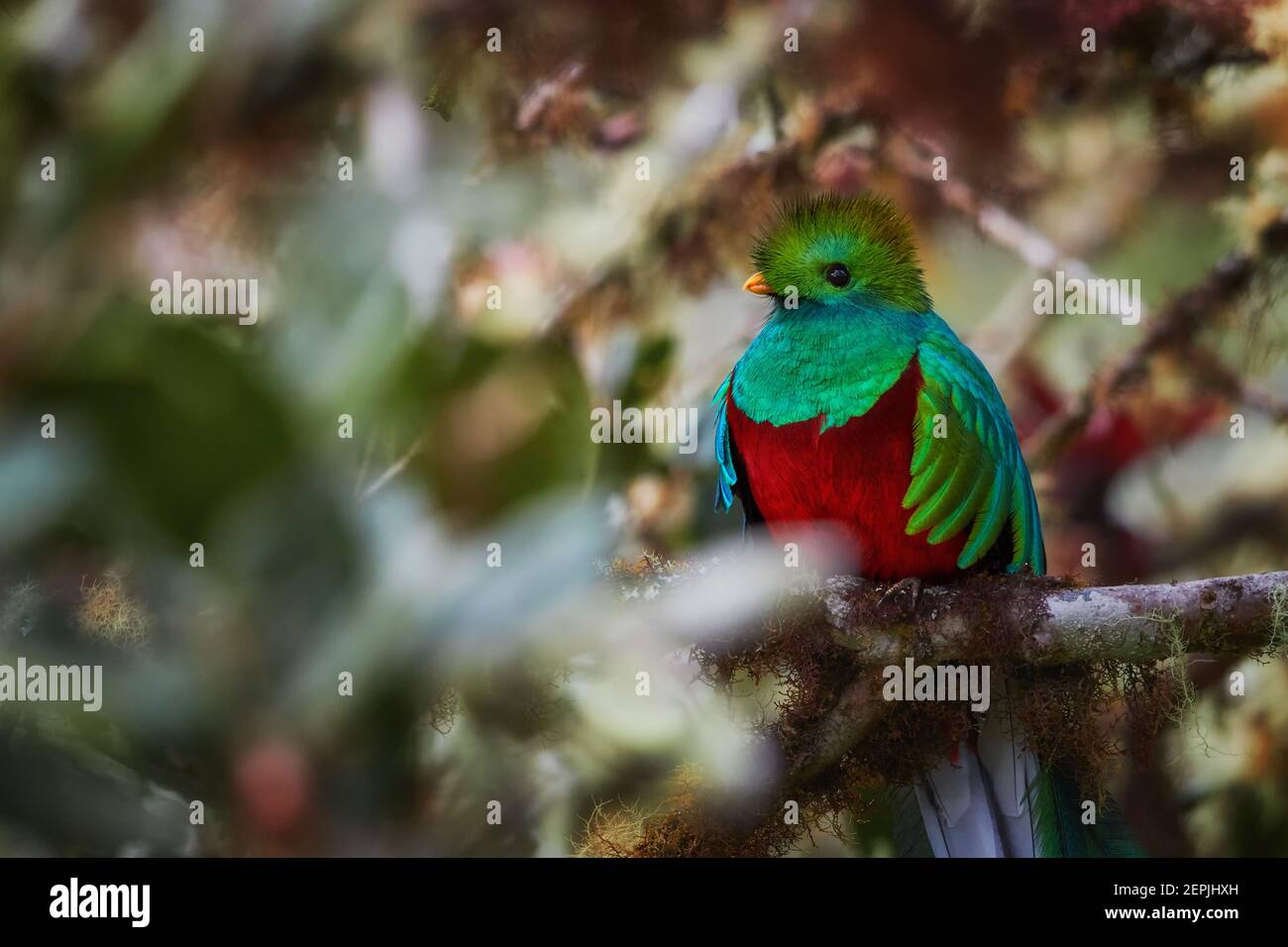 Quetzal Mayan Symbol The Resplendent Quetzal This Truly Majestic And