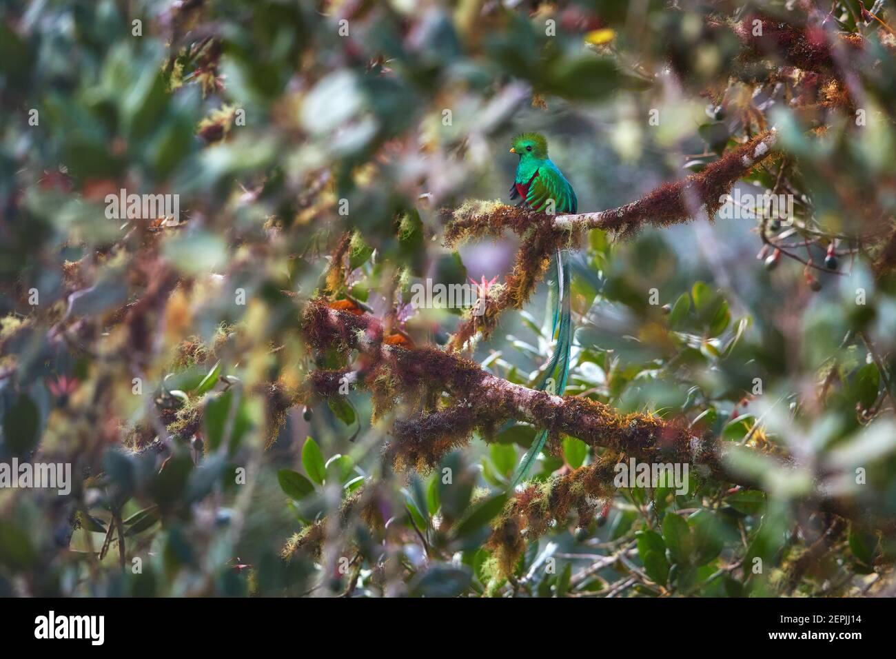 Resplendent Quetzal, Pharomachrus mocinno, long-tailed tropical bird ...