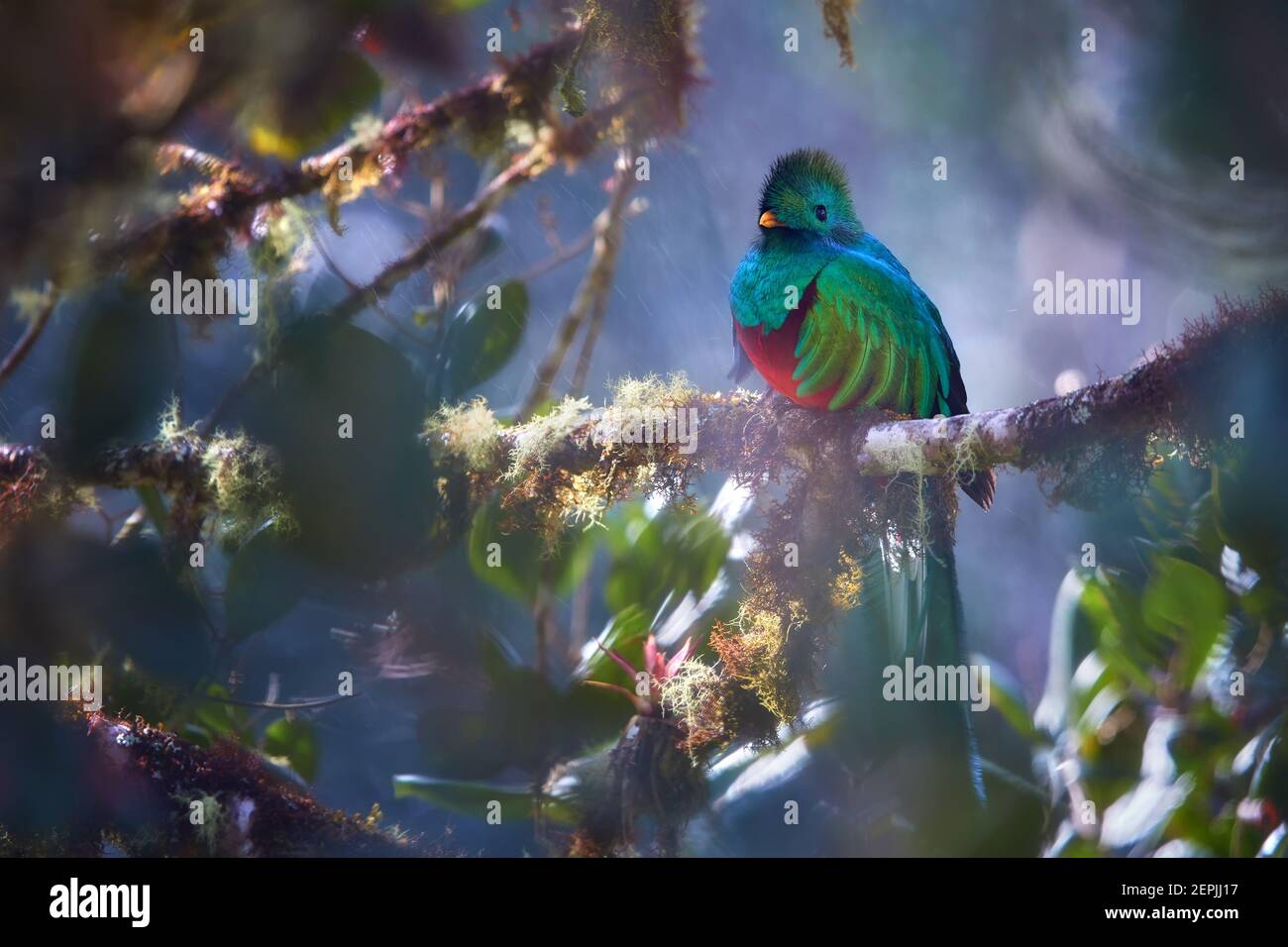Threatened Resplendent Quetzal, Pharomachrus mocinno, colorful long ...