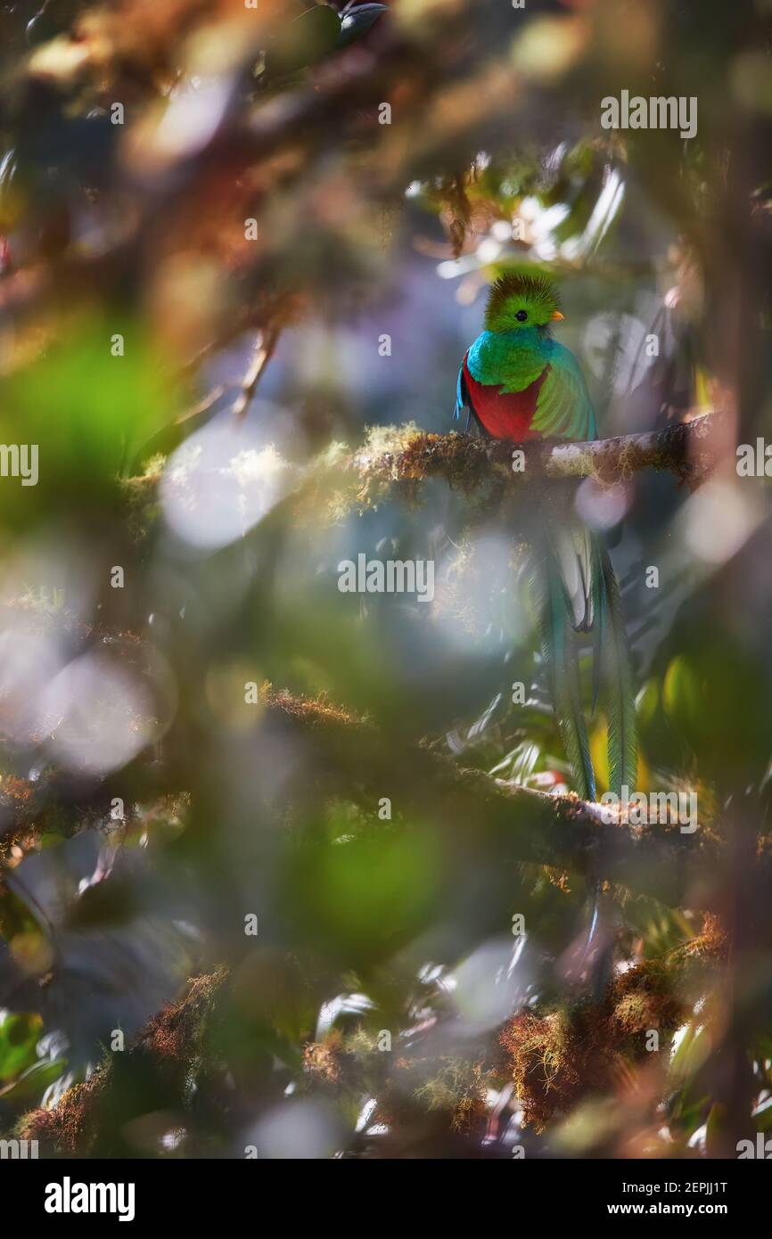 Threatened Resplendent Quetzal, Pharomachrus mocinno, colorful long ...