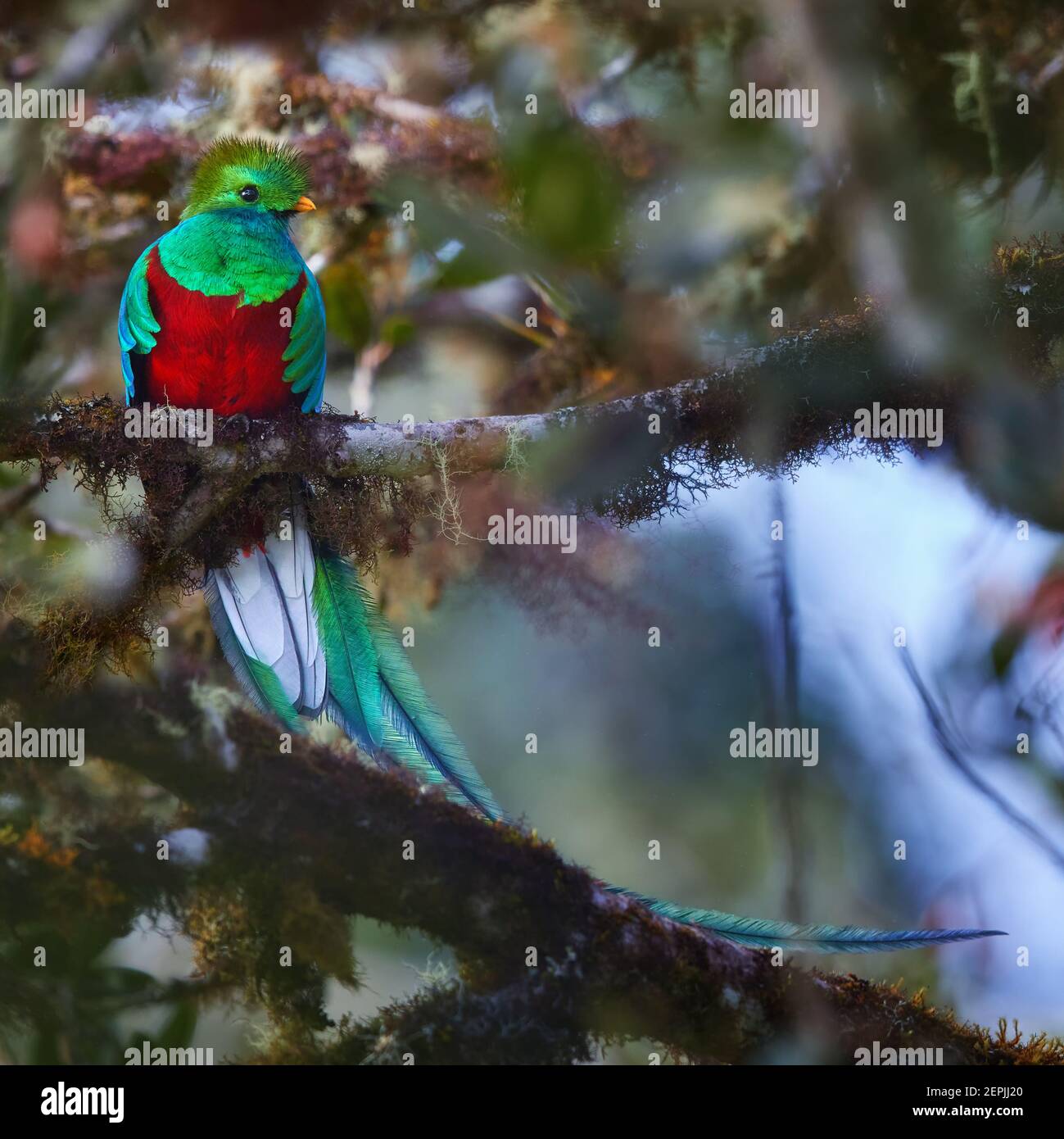 Resplendent Quetzal, Pharomachrus mocinno, long-tailed tropical bird ...