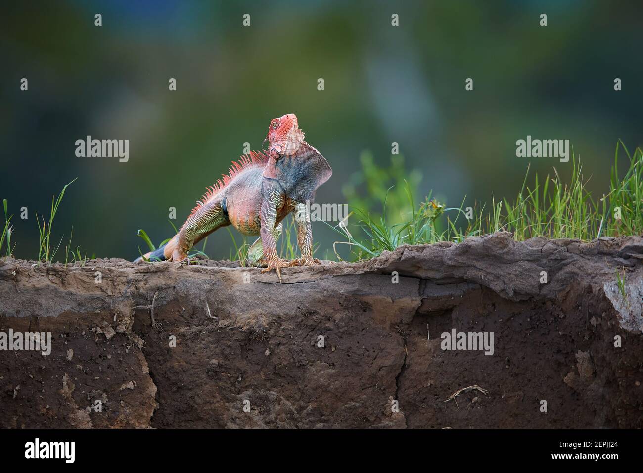 Iguana iguana mating hi-res stock photography and images - Alamy