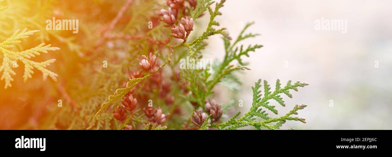 mature cones oriental arborvitae and foliage thuja. close up of bright ...