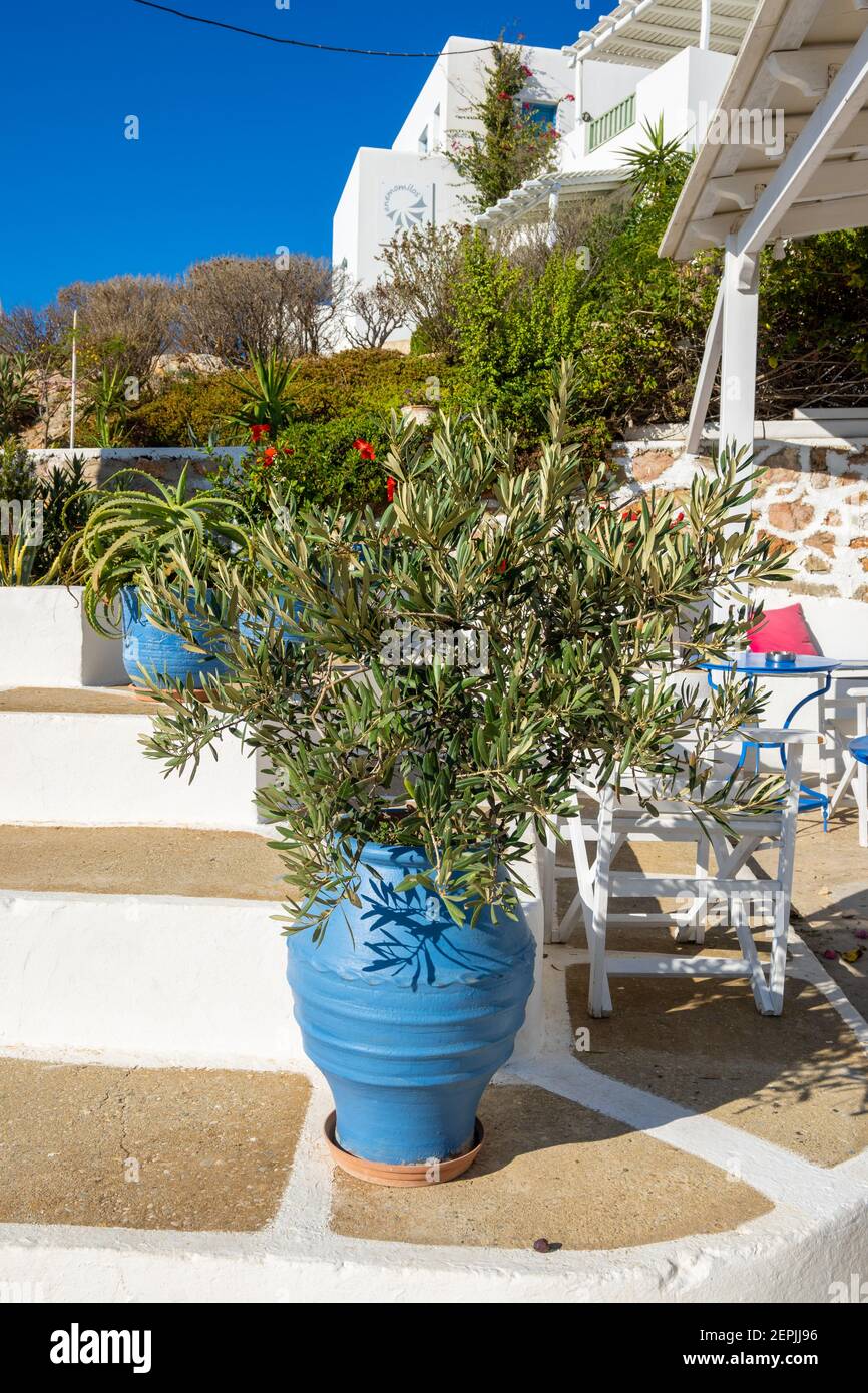 Blue flower pot, a typical Greek decoration. Folegandros island, Greece ...