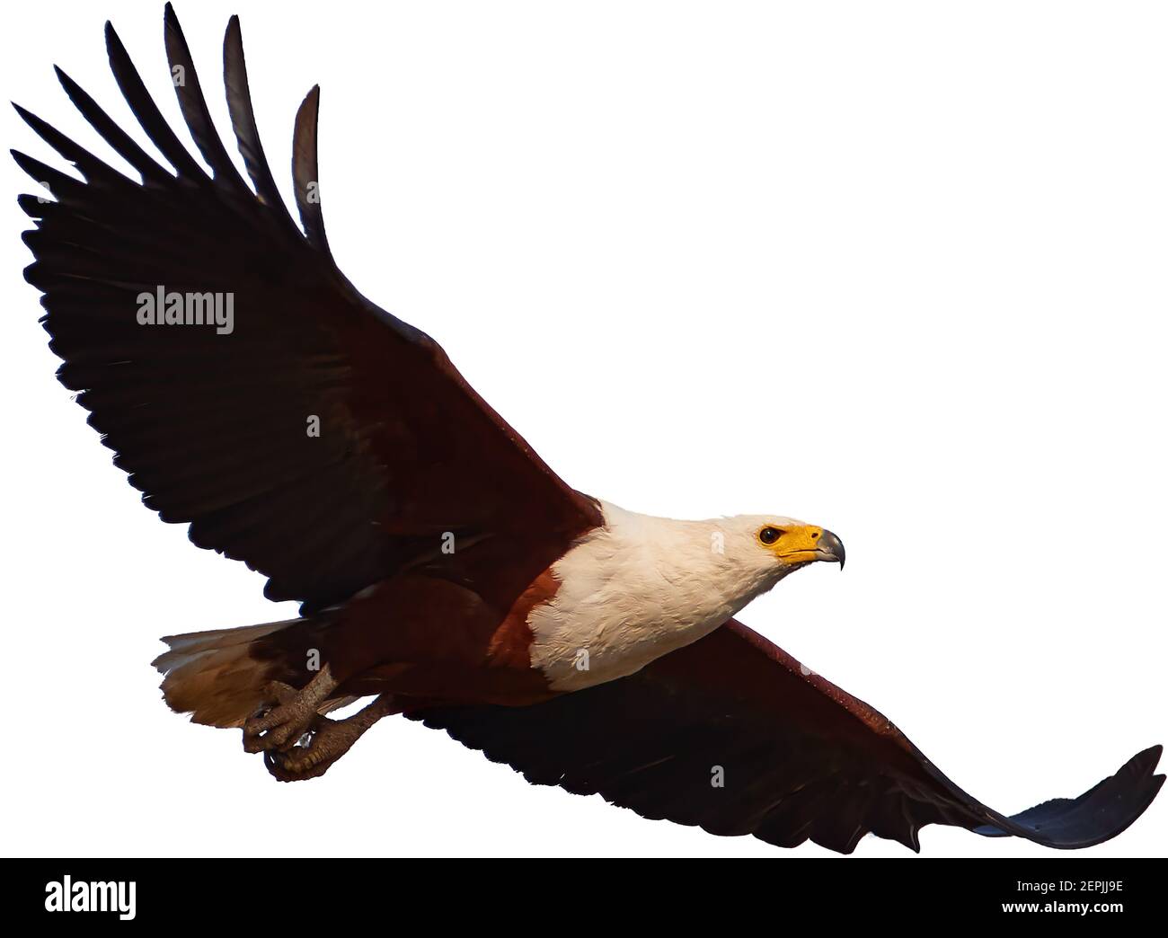 Isolated on white background, African fish eagle, Haliaeetus vocifer ...
