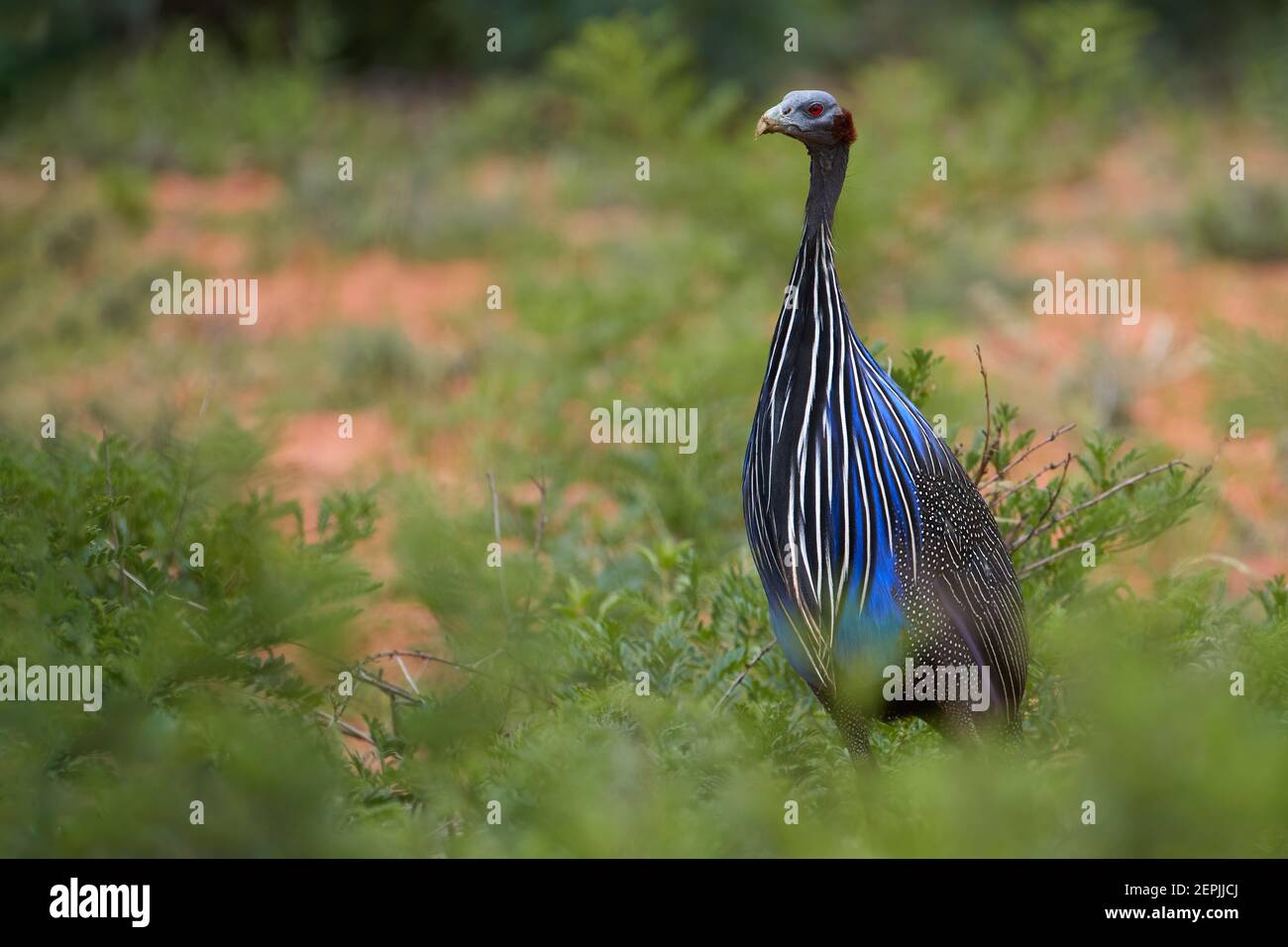 Blue white hackles hi-res stock photography and images - Alamy