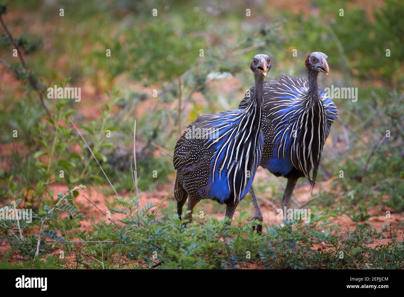 Vulturine guineafowl, Acryllium vulturinum, large african bird, cobalt ...
