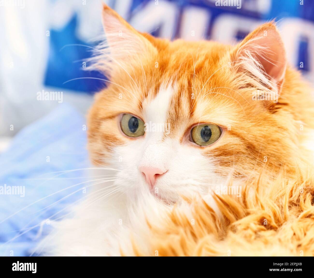 Darling cat hi-res stock photography and images - Alamy