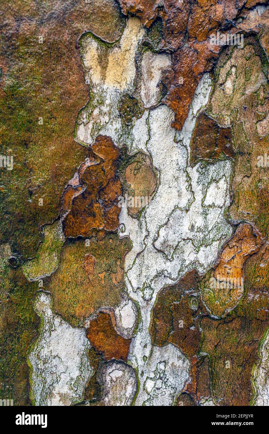 Platanus occidentalis, also known as American sycamore, American ...