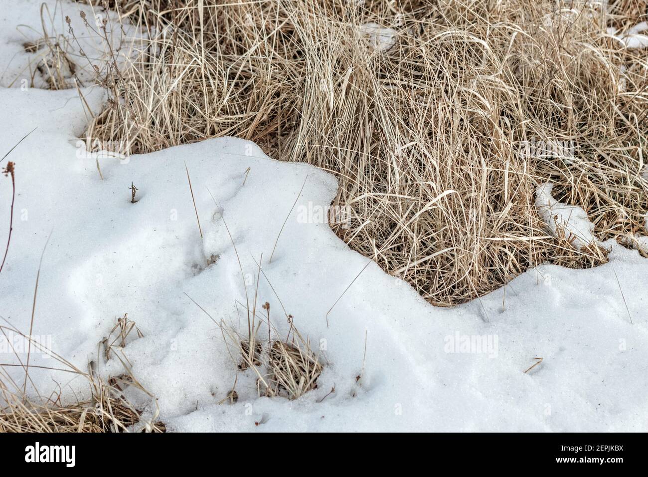 The grass under the snow hi-res stock photography and images - Alamy