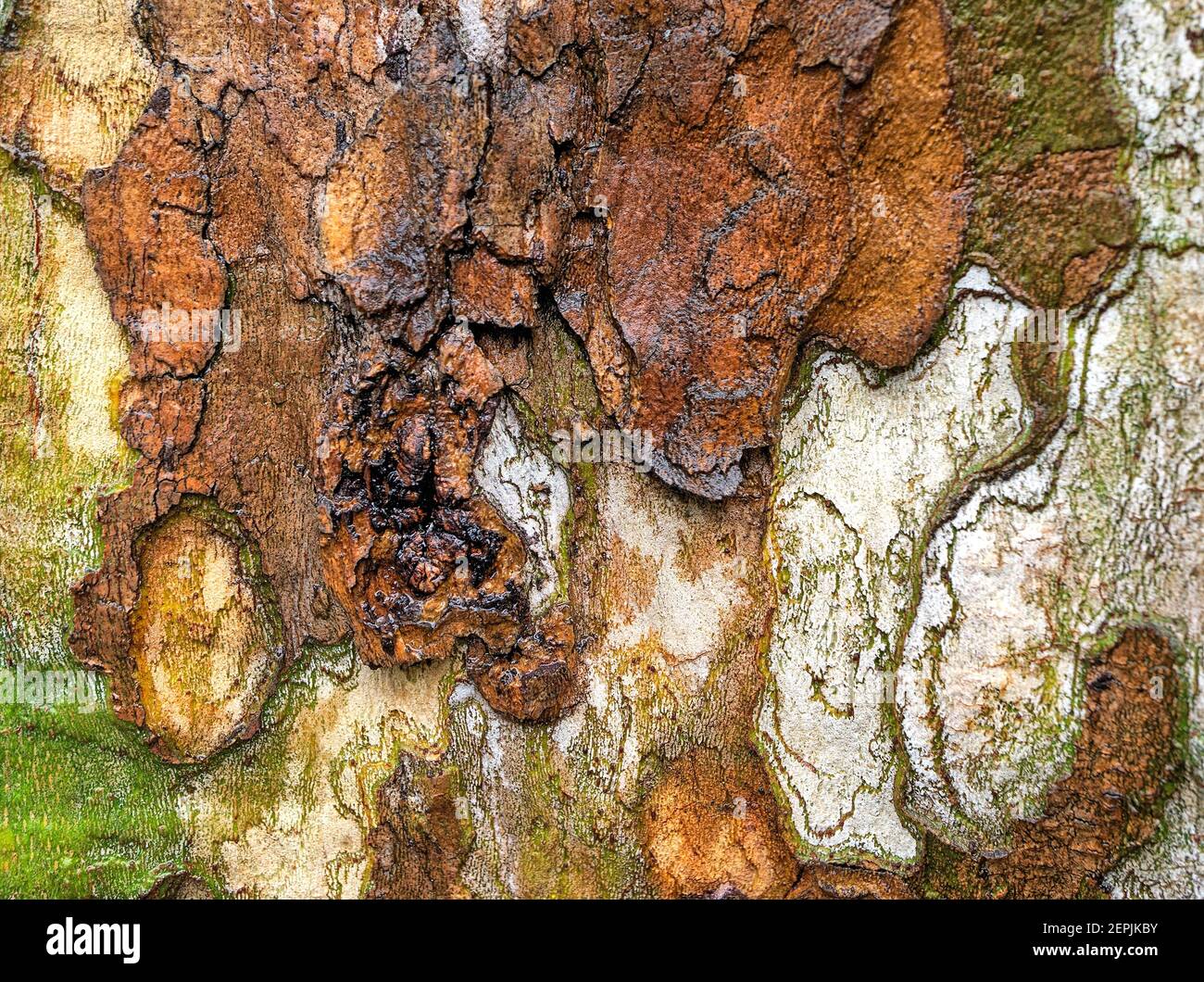 Platanus occidentalis, also known as American sycamore, American ...