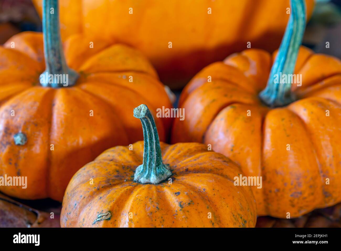 A pumpkin is a cultivar of a squash plant, most commonly of Cucurbita ...