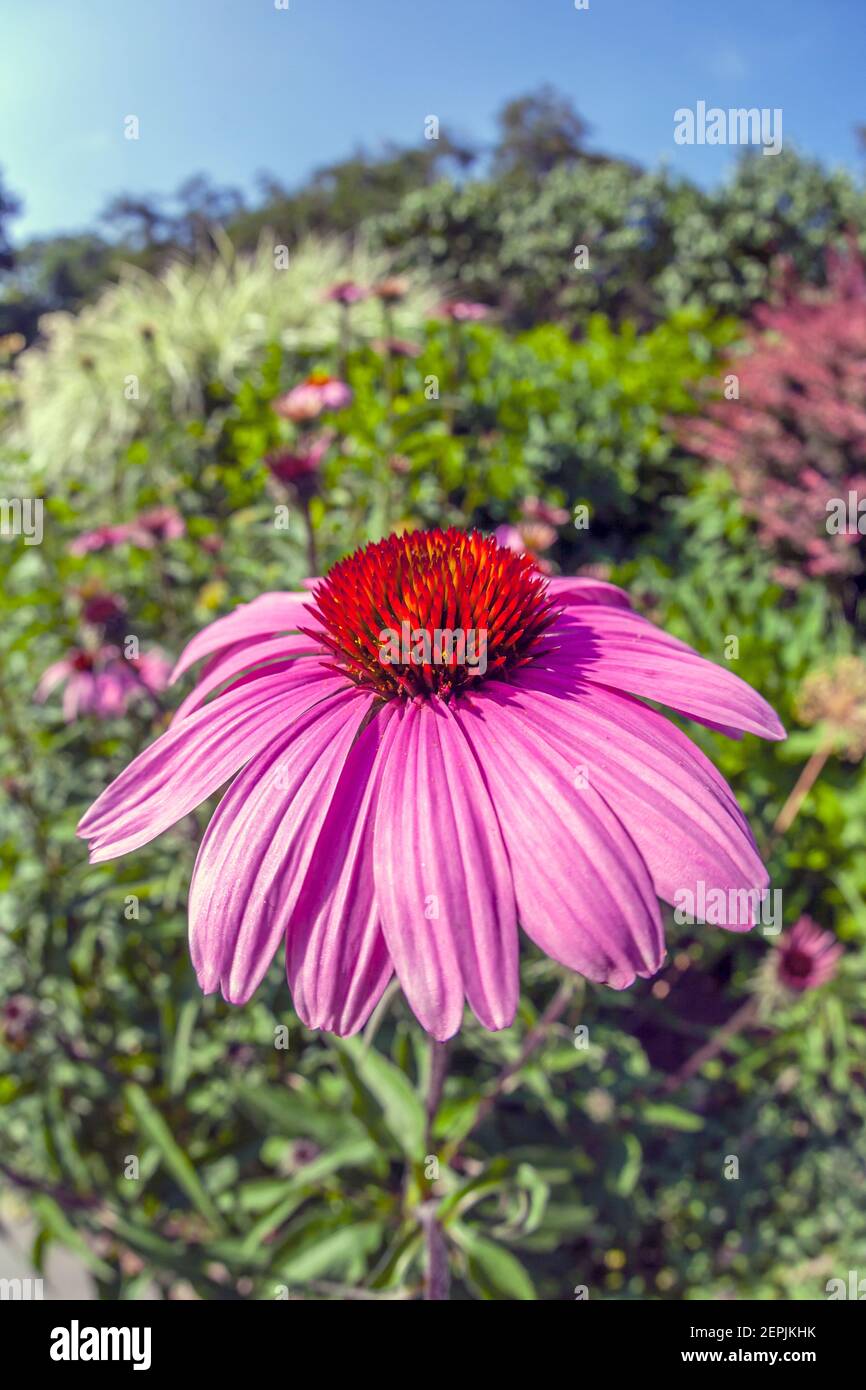 Echinacea,herbaceous flowering plants in the daisy family.commonly ...
