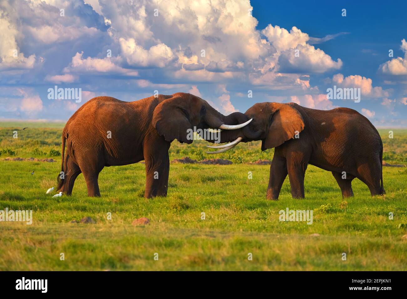 Kenya safari. Two huge african elephants are touching their trunks to ...