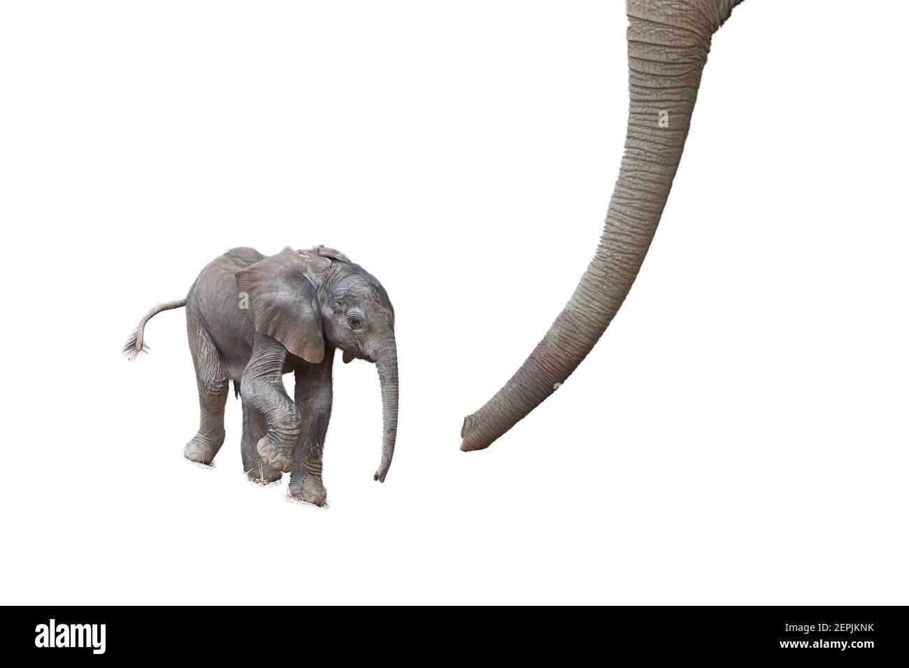 Isolated on white, Black and white, artistic, touching picture of a ...