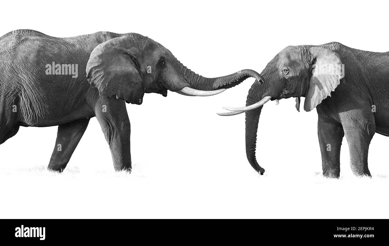 Two Elephants Silhouette