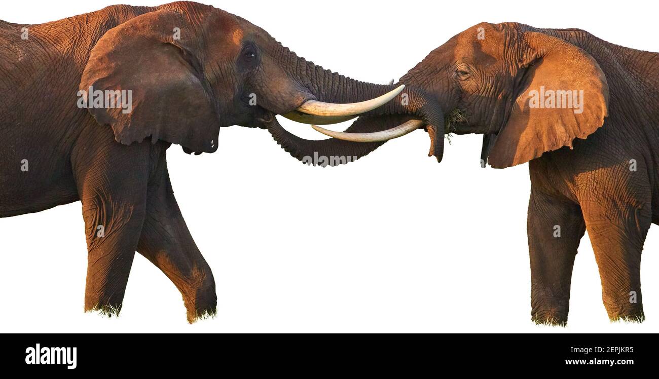 Two african elephants head to head hi-res stock photography and images ...