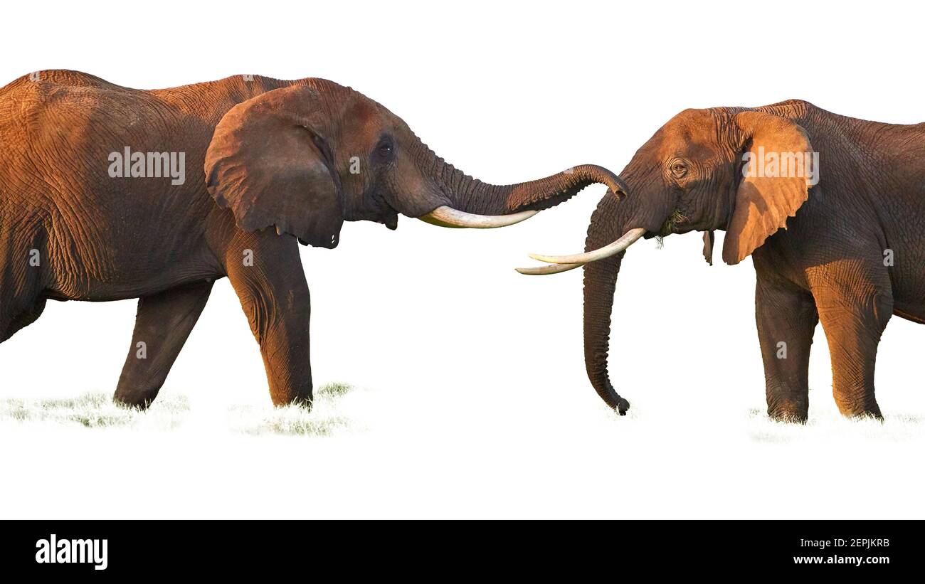 Two african elephants head to head hi-res stock photography and images ...